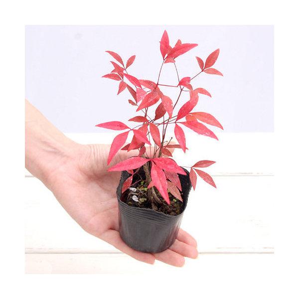 _gardening　ガーデニング　園芸　山野草　お正月　縁起樹　縁起木　osyougatu_plants　osyougatu_item　オタフクナンテン　南天　ナンテン　ＮＫ　20141123　植物　植物生体　ガーデニング生体　育て方　育...