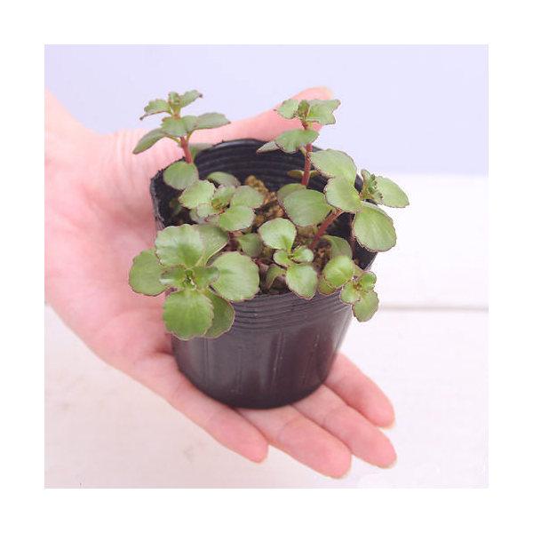 _gardening　ガーデニング　山野草　20141123　セダム　sannyasou_2014　ＮＫ　植物　植物生体　ガーデニング生体　育て方　育成方法　栽培方法　opa2_delete　seitaieventss202511