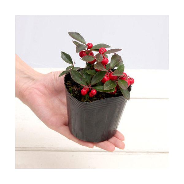 _gardening　ガーデニング　山野草　ツツジ科シラタマノキ属　Ｇａｕｌｔｈｅｒｉａ　ｐｒｏｃｕｍｂｅｎｓ　大実ゴールテリア　３号　オオミコウジ　大実コウジ　大実柑子　チェッカーベリー　姫柑子　苗　20141122　ＮＫ　gar_san...