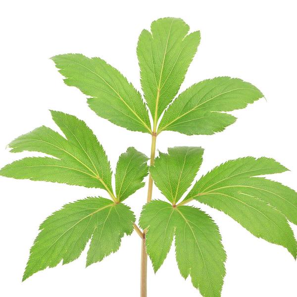 観葉植物　_gardening　ガーデニング　山野草　山菜　20150125　ＮＴ　育て方　育成方法　栽培方法　090list　opa2_delete　kaijyo　kaijyo　toukihassouhuka