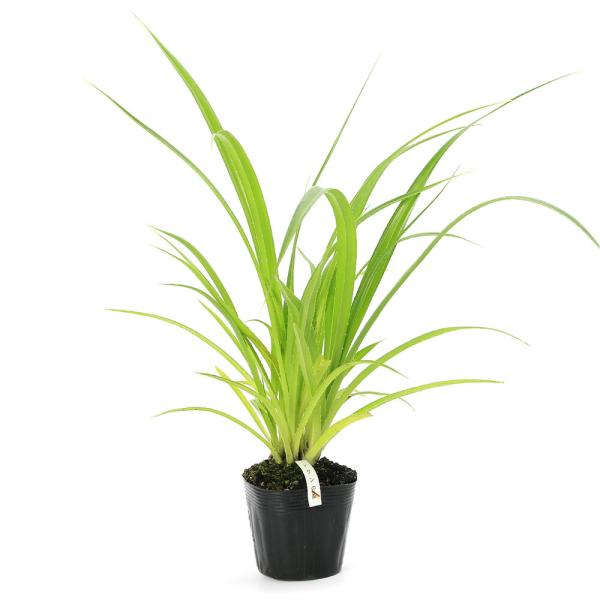 _aqua　_gardening　_insect　▲　▼　オカヤド餌　その他　オカヤドカリ用品　アダン　アダンの苗　◎　ヤドカリ　タコノキ　パイナップル　ヤシガニ　Ｐａｎｄａｎｕｓ　ｏｄｏｒａｔｉｓｓｉｍｕｓ　タコノキ科　ＣＰ　ＯＳＨ　20...