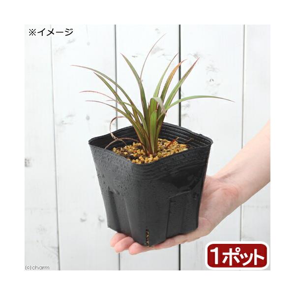 ガーデニング　観葉植物　パンダナス　タコノキ　20180605　ＲＭ　_gardening　育て方　育成方法　栽培方法　_aqua　_insect　▲　▼　オカヤド餌　その他　オカヤドカリ用品　アダン　アダンの苗　◎　ヤドカリ　パイナップル...
