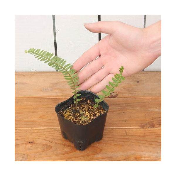 _kame　_hachu　_gardening　山野草　観葉植物　園芸　ガーデニング　ビバリウム　アクアテラリウム　パルダリウム　水草　Ｎｅｐｈｒｏｌｅｐｉｓ　ｃｏｒｄｉｒｏｌｉａ　ネフロレピス　コーディフォリア　20150305　ＮＴ　植...