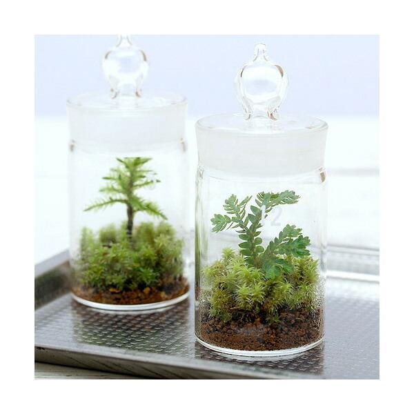 line2462terarium　koketera　ＭＳ34　_hachu　苔Ｔｅｒｒａシリーズ　テラリウムガラス　テラリウムキット　コケシリーズ　terrarium　ガーデニング　観葉植物　苔　苔テラリウム　コケテラリウム　苔盆栽　201...