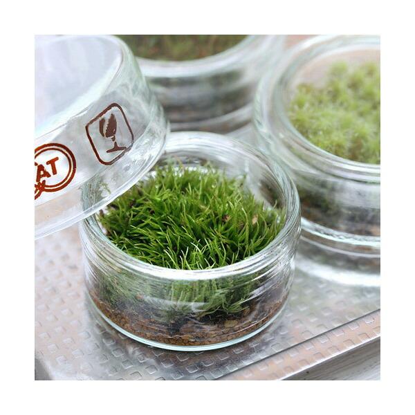 line2462terarium　koketera　_aqua　_gardening　ＭＳ34　_interior　_hachu　コケシリーズ　terrarium　ガーデニング　苔Ｔｅｒｒａシリーズ　テラリウムガラス　テラリウムキット　観葉...