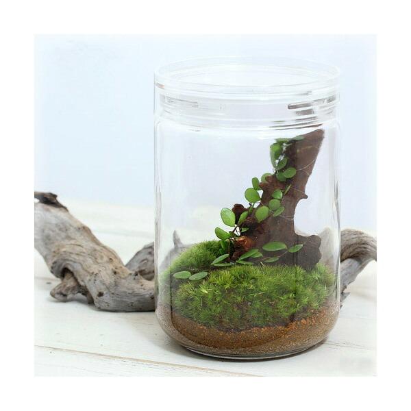 line2462terarium　koketera　ＭＳ34　_hachu　苔Ｔｅｒｒａシリーズ　テラリウムガラス　テラリウムキット　コケシリーズ　terrarium　ガーデニング　観葉植物　苔テラリウム　コケテラリウム　苔盆栽　20150...