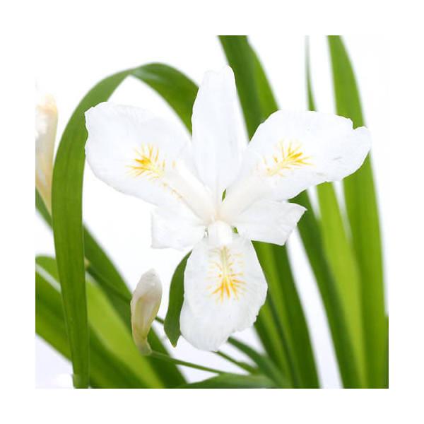 _gardening　ガーデニング　山野草　アヤメ　20150221　ＮＴ　植物　植物生体　ガーデニング生体　育て方　育成方法　栽培方法　bnr_hrgmgr　opa2_delete