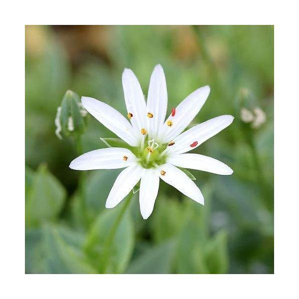 _gardening　ガーデニング　山野草　NT　sannyasou_2014　20150207　シコタンハコベ　gar_sanya1502　植物　植物生体　ガーデニング生体　育て方　育成方法　栽培方法　bnr_hrgmgr　kaijyo　...