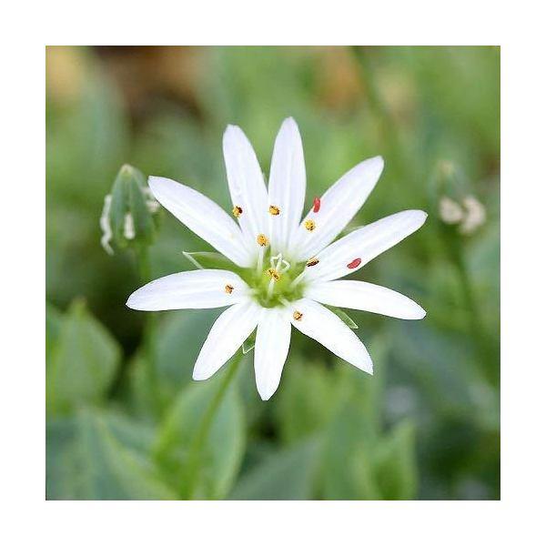 _gardening　ガーデニング　山野草　NT　sannyasou_2014　20150207　シコタンハコベ　gar_sanya1502　植物　植物生体　ガーデニング生体　育て方　育成方法　栽培方法　bnr_hrgmgr　　annual...