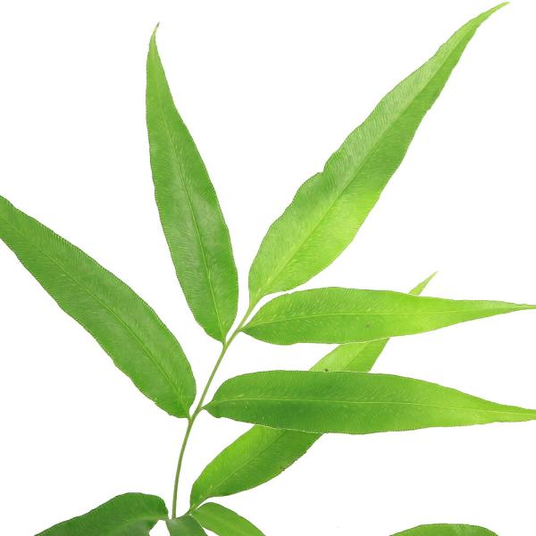 paludariumplants　パルダリウム　テラリウム　_gardening　ガーデニング　山野草　観葉植物　園芸　ビバリウム　アクアテラリウム　水草　Ｃｏｎｉｏｇｒａｍｍｅ　ｊａｐｏｎｉｃａ　20150305　ＮＴ　植物　植物生体　ガ...