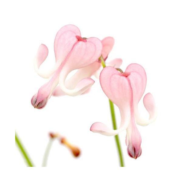 _gardening　ガーデニング　山野草　花　花苗　苗　株　ポット　20150220　ＮＴ　コマクサ　駒草　植物　植物生体　ガーデニング生体　育て方　育成方法　栽培方法　開花期　花期　ケシ科　ケマンソウ亜科　コマクサ属　多年草　高山植物　...
