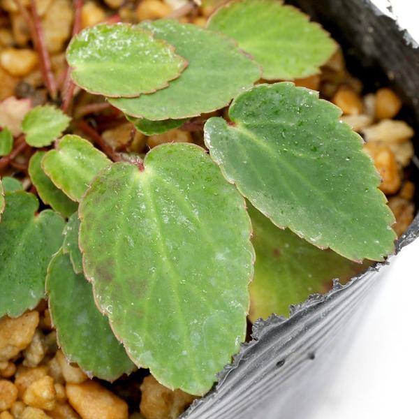 _gardening　山野草　イワユキノシタ　岩雪ノ下　３号　１ポット　ガーデニング　苗　20150220　ＮＫＢ　植物　植物生体　ガーデニング生体　育て方　育成方法　栽培方法　bnr_hrgmgr　opa2_delete