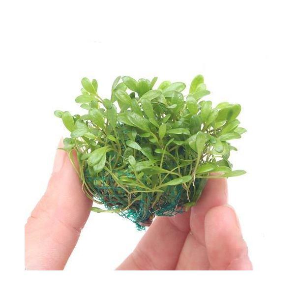 PF_SPQ　熱帯魚　glosso20071116　水草　前景草　絨毯のような　お勧め前景草　グロッソスティグマはこちら　all_plants　グロッソスティグマ　grosso_stingma　ボール　ＴＨ　20130613　gb0612　...