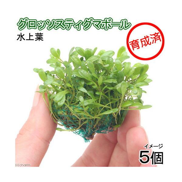 熱帯魚　glosso20071116　水草　前景草　絨毯のような　お勧め前景草　グロッソスティグマはこちら　all_plants　グロッソスティグマ　grosso_stingma　ボール　ＴＨ　20130613　gb0612　グロッソボール...