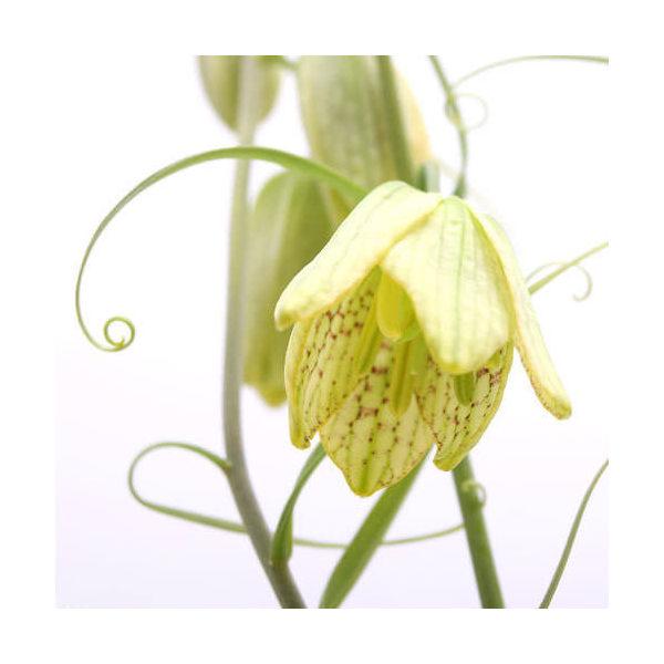 _gardening　ガーデニング　山野草　球根　バイモ　バイモユリ　３号　Ｆｒｉｔｉｌｌａｒｉａ　ｖｅｒｔｉｃｉｌｌａｔａ　ｖａｒ．　ｔｈｕｎｂｅｒｇｉｉ　アミガサユリ　編笠百合　貝母　20150215　NT　gar_sanya1502　...