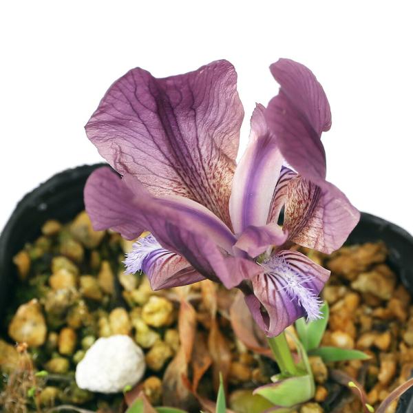 _gardening　ガーデニング　山野草　球根　ケイビアヤメ　３号　20150221　ＮＴ　植物　植物生体　ガーデニング生体　育て方　育成方法　栽培方法　opa2_delete　seitaieventss202511