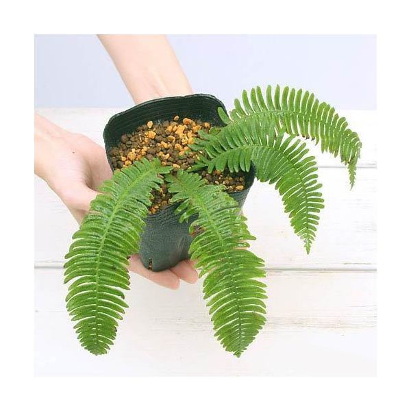 _hachu　_kame　_gardening　ガーデニング　山野草　獅子頭　４号　観葉植物　園芸　ビバリウム　アクアテラリウム　パルダリウム　水草　Blechnum　nipponicum　ブレクナム　20150222　NT　sannyas...