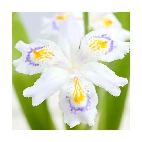 _gardening　ガーデニング　山野草　アヤメ　20150324　ＮＴ　植物　植物生体　ガーデニング生体　Ｉｒｉｓ　ｊａｐｏｎｉｃａ　胡蝶花　育て方　育成方法　栽培方法　bnr_hrgmgr　opa2_delete　seitaieven...