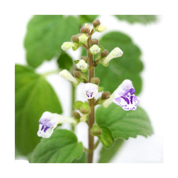 _gardening　ガーデニング　山野草　NT　Scutellaria　rubropunctata　アカボシタツナミソウ　赤星立浪草　20150514　ＭＳ　植物　植物生体　ガーデニング生体　育て方　育成方法　栽培方法　opa2_delete