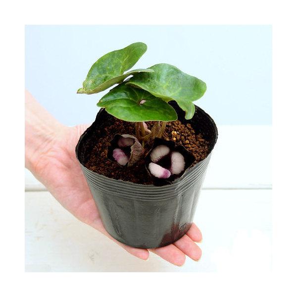 kotenplant　_gardening　ガーデニング　山野草　３号　ウマノスズクサ科　カンアオイ属　中国産　Ａｓａｒｕｍ　ｍａｘｉｍｕｍ　大葉馬蹄香　sannyasou_2014　20150417　NT　gar_sanya1502　パン...