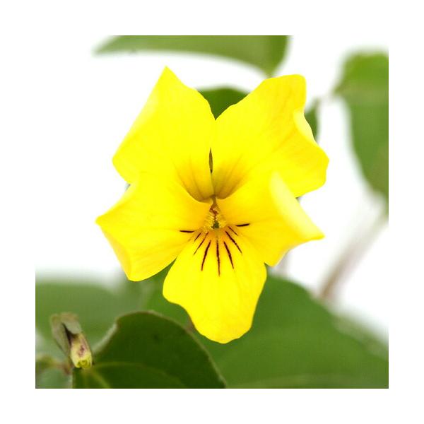 _gardening　ガーデニング　山野草　Ｖｉｏｌａ　sumire_omakase　スミレ　ｏｒｉｅｎｔａｌｉｓ　イチゲスミレ　一花菫　20150518　NT　植物　植物生体　ガーデニング生体　育て方　育成方法　栽培方法　039_list...