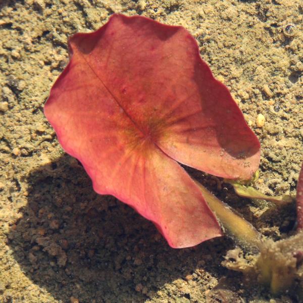 スイレン　睡蓮　栽培　育て方　ビオトープ　温帯性スイレン　ガーデニング　水辺植物　ピンク　温帯性　all_plants　温帯性睡蓮シリーズ　saki27to09　ペリーズ　ビビット　ローズ　育成方法　栽培方法　Ｐｅｒｒｙ‘ｓ　Ｖｉｖｉｄ　Ｒ...