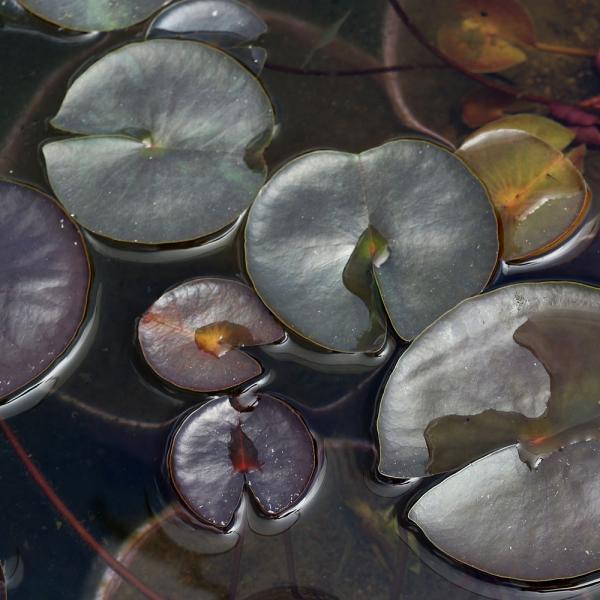 スイレン　睡蓮　栽培　育て方　ビオトープ　温帯性スイレン　ガーデニング　水辺植物　ピンク　温帯性　all_plants　温帯性睡蓮シリーズ　saki27to09　ペリーズ　スーパー　ローズ　育成方法　栽培方法　Ｐｅｒｒｙ‘ｓ　Ｓｕｐｅｒ　Ｒ...