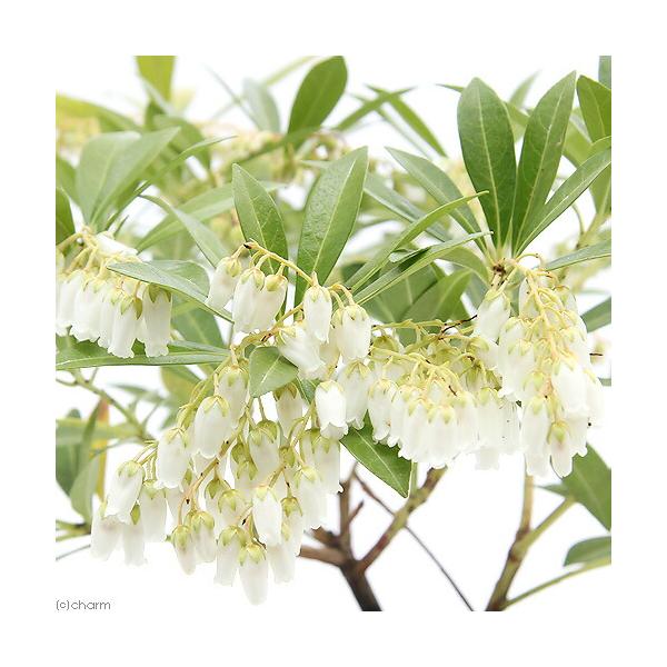 _gardening　ガーデニング　山野草　Ｒｈｏｄｏｄｅｎｄｒｏｎ　ｌａｔｏｕｃｈｅａｅ　ｖａｒ．　ａｍａｍｉｅｎｓｅ　リュウキュウアセビ　３号　20150903　MS　植物　植物生体　ガーデニング生体　育て方　育成方法　栽培方法　bnr...