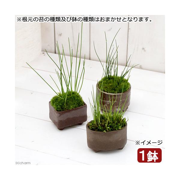 _gardening　_interior　ガーデニング　園芸　花　鉢花　山野草　山野草盆栽　苔盆栽　盆栽　私の小さな日本庭園　20150619　NT　植物　植物生体　ガーデニング生体　masiko_sanya　modanpot_sanya_...