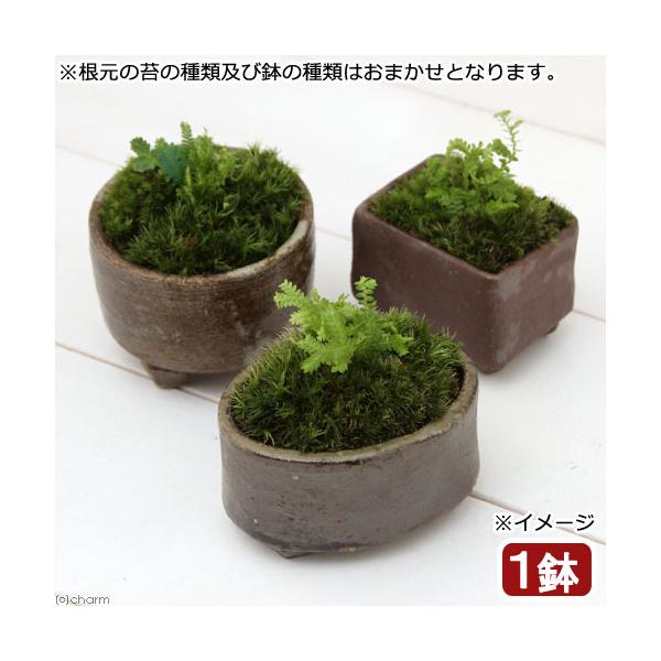 _gardening　_interior　ガーデニング　園芸　花　鉢花　山野草　山野草盆栽　苔盆栽　盆栽　私の小さな日本庭園　20150619　NT　植物　植物生体　ガーデニング生体　masiko_moss　育て方　育成方法　栽培方法　ko...