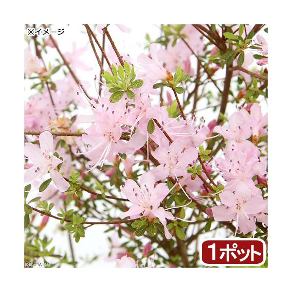 ガーデニング　山野草　庭木　20150628　YS　植物　植物生体　ガーデニング生体　ウンゼンコメツツジ　雲仙　コメツツジ　ツツジ　躑躅　ツツジ科　Ｅｒｉｃａｃｅａｅ　ツツジ属　Ｒｈｏｄｏｄｅｎｄｒｏｎ　耐寒性　落葉　低木　盆栽