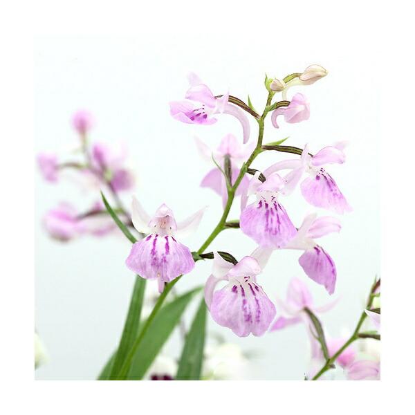 _gardening　ガーデニング　花　山野草　うちょうらん　羽蝶蘭　ムレチドリ　Ｏｒｃｈｉｓ　ｇｒａｍｉｎｉｆｏｌｉａ　20150706　ＭＳ　植物　植物生体　ガーデニング生体　育て方　育成方法　栽培方法　苗　球根　花苗　草花盆栽　草物盆...