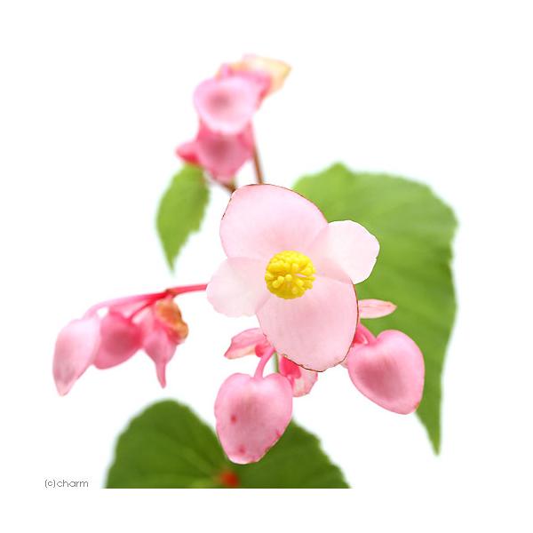 _gardening　観葉　ガーデニング　ビバリウム　アクアテラリウム　パルダリウム　山野草　Ｄｉａｎｅｌｌａ　ｅｎｓｉｆｏｌｉａ　20150712　ＹＳ　植物　植物生体　ガーデニング生体　ベゴニア　グランディス　育て方　育成方法　栽培方法...