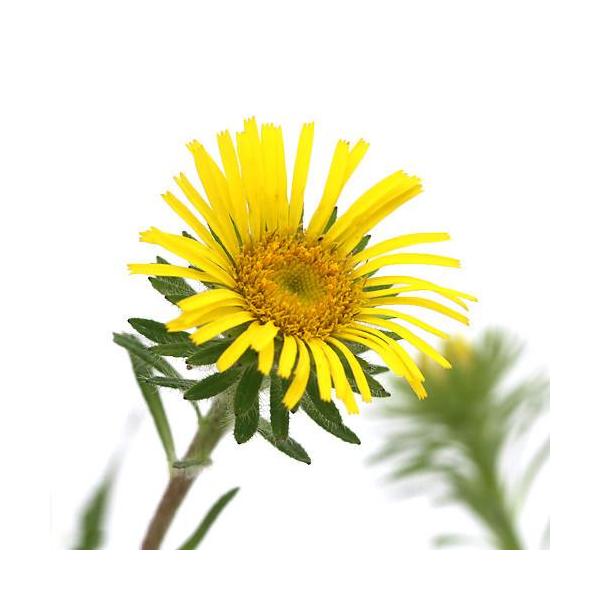_aqua　_gardening　金魚・メダカ　水辺植物　水生植物　有茎種　枝もの　ガーデニング　20150712　ＹＳ　植物　植物生体　ガーデニング生体　育て方　育成方法　栽培方法　湿生植物　opa2_delete　pointrk5112...