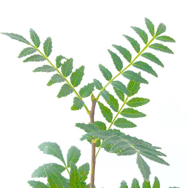 _gardening　ガーデニング　野菜　苗　山菜　盆栽　庭木　20150712　ＹＳ　_todayCHK　植物　植物生体　ガーデニング生体　育て方　育成方法　栽培方法　kaijyo　opa2_delete　アゲハチョウ　カラスアゲハ　食草...