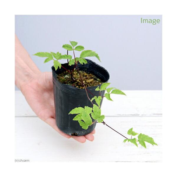 _gardening　ガーデニング　all_plants　観葉植物　山野草　ハンショウヅル　半鐘蔓　クレマチス　テッセン　キンポウゲ　Ｃｌｅｍａｔｉｓ　ａｌｐｉｎａ　ｓｓｐ．ｏｃｈｏｔｅｎｓｉｓ　20150818　NK　育て方　育成方法　栽...
