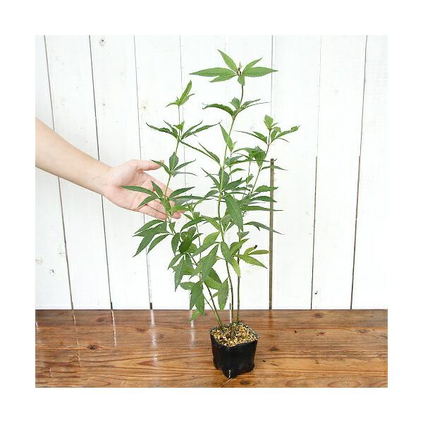 _gardening　ガーデニング　山野草　フジバカマ　Ｅｕｐａｔｏｒｉｕｍ　ｊａｐｏｎｉｃｕｍ　藤袴　20150903　ＭＳ　植物　植物生体　ガーデニング生体　育て方　育成方法　栽培方法　opa2_delete　seitaieventss...