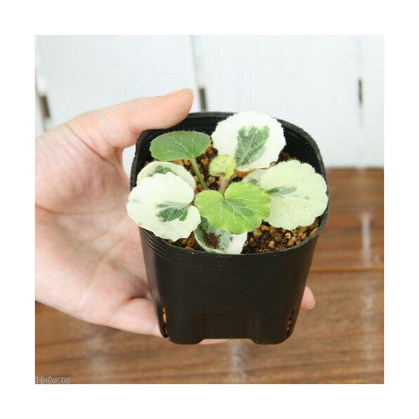 _gardening　ガーデニング　山野草　観葉植物　雪ノ下　虎耳草　20150903　MS　ユキノシタ科　ユキノシタ属　Saxfiraga　stolonifera　テラリウム　ビバリウム　植物　育て方　育成方法　栽培方法　ゆきのした　しち...