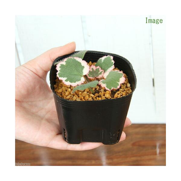 _kame　_hachu　_gardening　ガーデニング　ハーブ　山野草　観葉植物　ユキノシタ科ユキノシタ属　Saxfiraga　stolonifera　雪ノ下　虎耳草　20150903　MS　植物　植物生体　ガーデニング生体　育て方　...