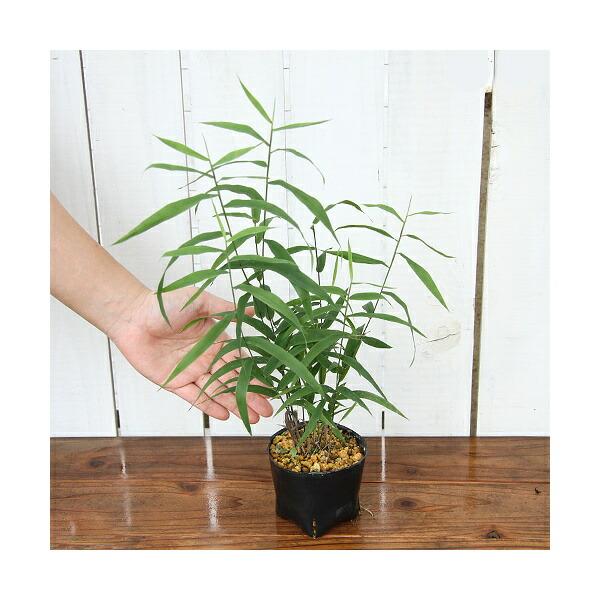 _gardening　ビオトープ　ガーデニング　山野草　イネ科　チャスマンティウム属　宿根コバンソウ　西洋小判草　ニセ小判草　Ｃｈａｓｍａｎｔｈｉｕｍ　ｌａｔｉｆｏｌｉｕｍ　all_plants　20150904　ＭＳ　植物　植物生体　ガー...