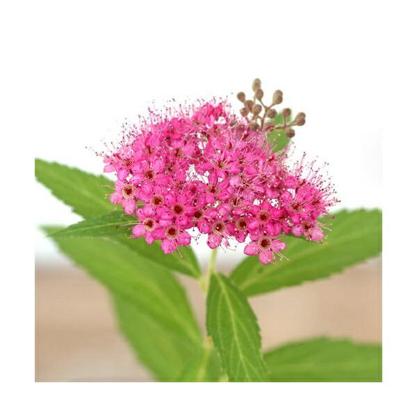 _gardening　山野草　ガーデニング　花　苗　赤花シモツケ　赤花下野　バラ科　Ｓｐｉｒａｅａ　ｊａｐｏｎｉｃａ　20150904　ＭＳ　植物　植物生体　ガーデニング生体　育て方　育成方法　栽培方法　opa2_delete