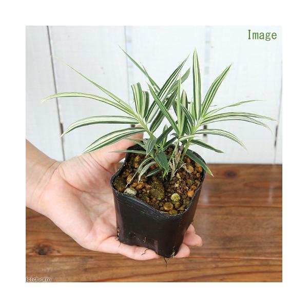 _gardening　ガーデニング　山野草　３号　NT　20150913　植物　植物生体　ガーデニング生体　育て方　育成方法　栽培方法　稚児笹　シマダケ　Isachne　globosa　斑入り　斑入り稚児笹　フイリチゴザサ