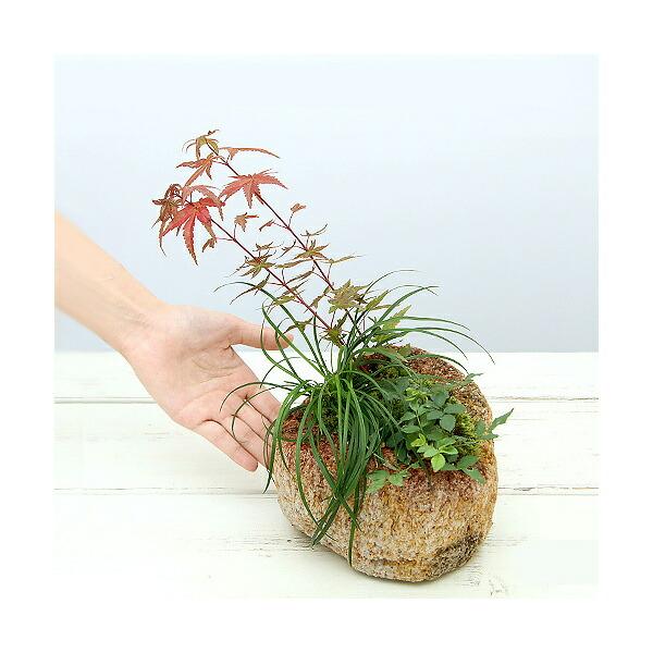 _gardening　ガーデニング　山野草　寄せ植え　苔盆栽　盆栽　草花盆栽　抗火石鉢　石鉢　鉢植え　インテリア　和モダン　グリーン　おまかせ山野草寄せ植え　植物　植物生体　育て方　育成方法　栽培方法　季節　四季　kokebonsai　ke...