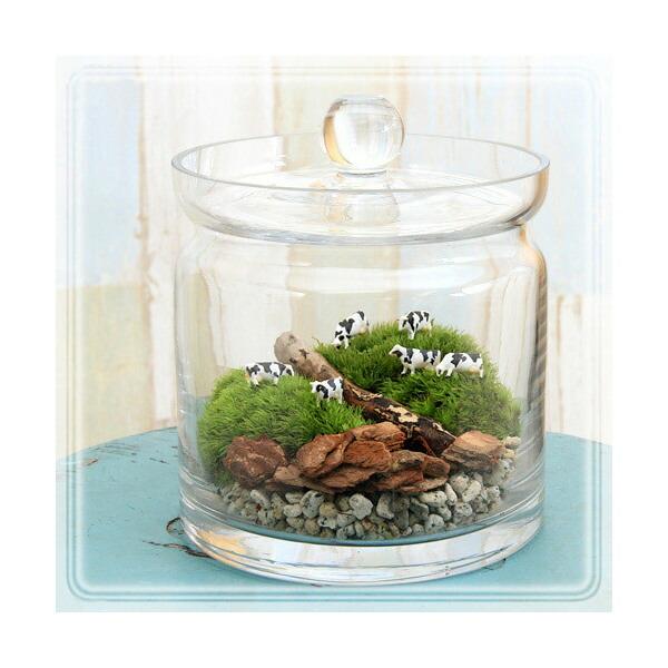 line2462terarium　_interior　koketera　ＭＳ34　_hachu　コケシリーズ　terrarium　苔Ｔｅｒｒａシリーズ　テラリウムガラス　テラリウムキット　ガーデニング　観葉植物　苔テラリウム　コケテラリウム...