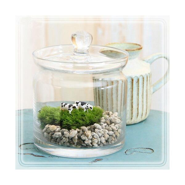 line2462terarium　_aqua　_interior　_gardening　koketera　ＭＳ34　_hachu　コケシリーズ　terrarium　苔Ｔｅｒｒａシリーズ　ガーデニング　観葉植物　苔テラリウム　コケテラリウム　...