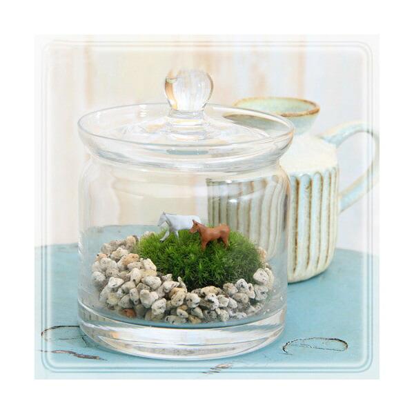 line2462terarium　koketera　ＭＳ34　_hachu　コケシリーズ　terrarium　苔Ｔｅｒｒａシリーズ　ガーデニング　観葉植物　苔テラリウム　コケテラリウム苔盆栽　20151024　YS　水草　流木　石　グラスア...