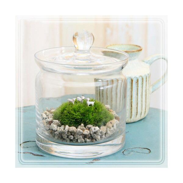 line2462terarium　koketera　ＭＳ34　_hachu　コケシリーズ　terrarium　苔Ｔｅｒｒａシリーズ　ガーデニング　観葉植物　苔テラリウム　コケテラリウム　苔盆栽　20151024　YS　苔Ｔｅｒｒａｒｉｕｍ　...