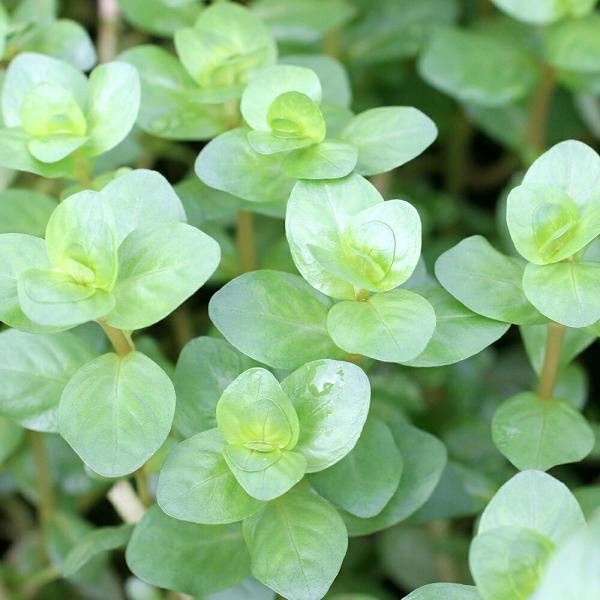 _aqua　熱帯魚　水草　後景草　明るい　Ｒｏｔａｌａ　ｓｐ．　ミソハギ科　Ｌｙｔｈｒａｃｅａｅ　キカシグサ属　20151112　ＹＭＤ　ロタラ　ミャンマー産　ロタラsp.　ロターラ　rotarasuijyou