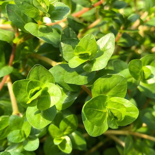 _aqua　熱帯魚　水草　後景草　明るい　Ｒｏｔａｌａ　ｓｐ．　ミソハギ科　Ｌｙｔｈｒａｃｅａｅ　キカシグサ属　20151112　ＹＭＤ3wptop1911203wptop191204　ロターラ　Ｍａｎｇ　Ｙａｎｇ　rotarasuijyou