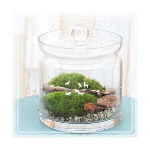 line2462terarium　_gardening　koketera　_interior　ＭＳ34　_hachu　コケシリーズ　terrarium　苔Ｔｅｒｒａシリーズ　ガーデニング　観葉植物　ギフト　苔テラリウム　コケテラリウム　苔盆...